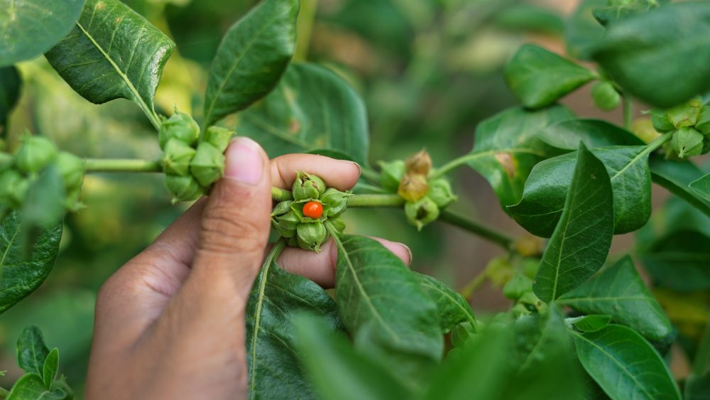 Poke root | Herbs | Herbal Reality