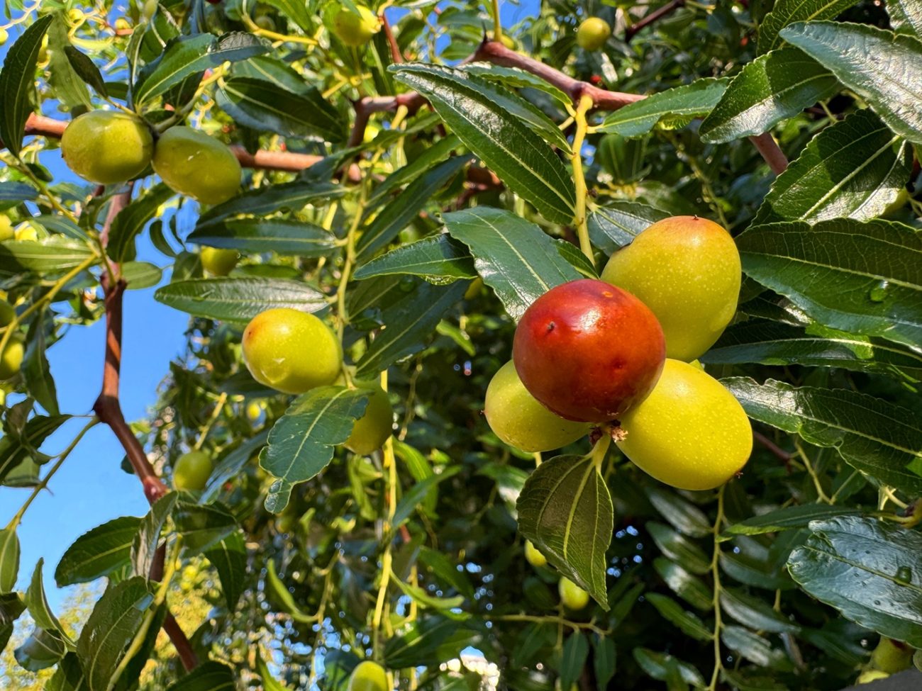 Chinese Jujube: Benefits, Medicinal Uses & Dosage | Herbal Reality