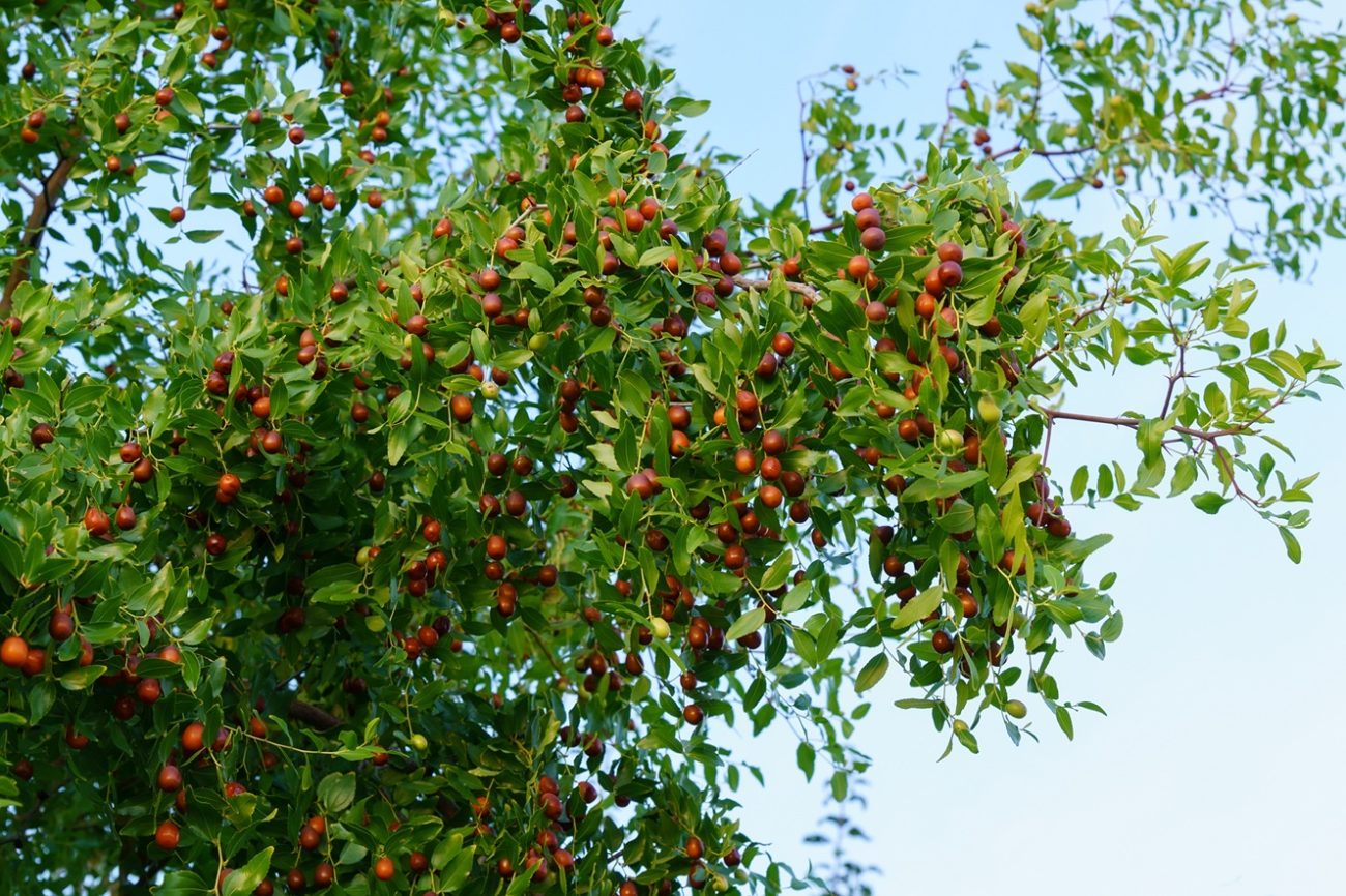 Chinese Jujube: Benefits, Medicinal Uses & Dosage | Herbal Reality