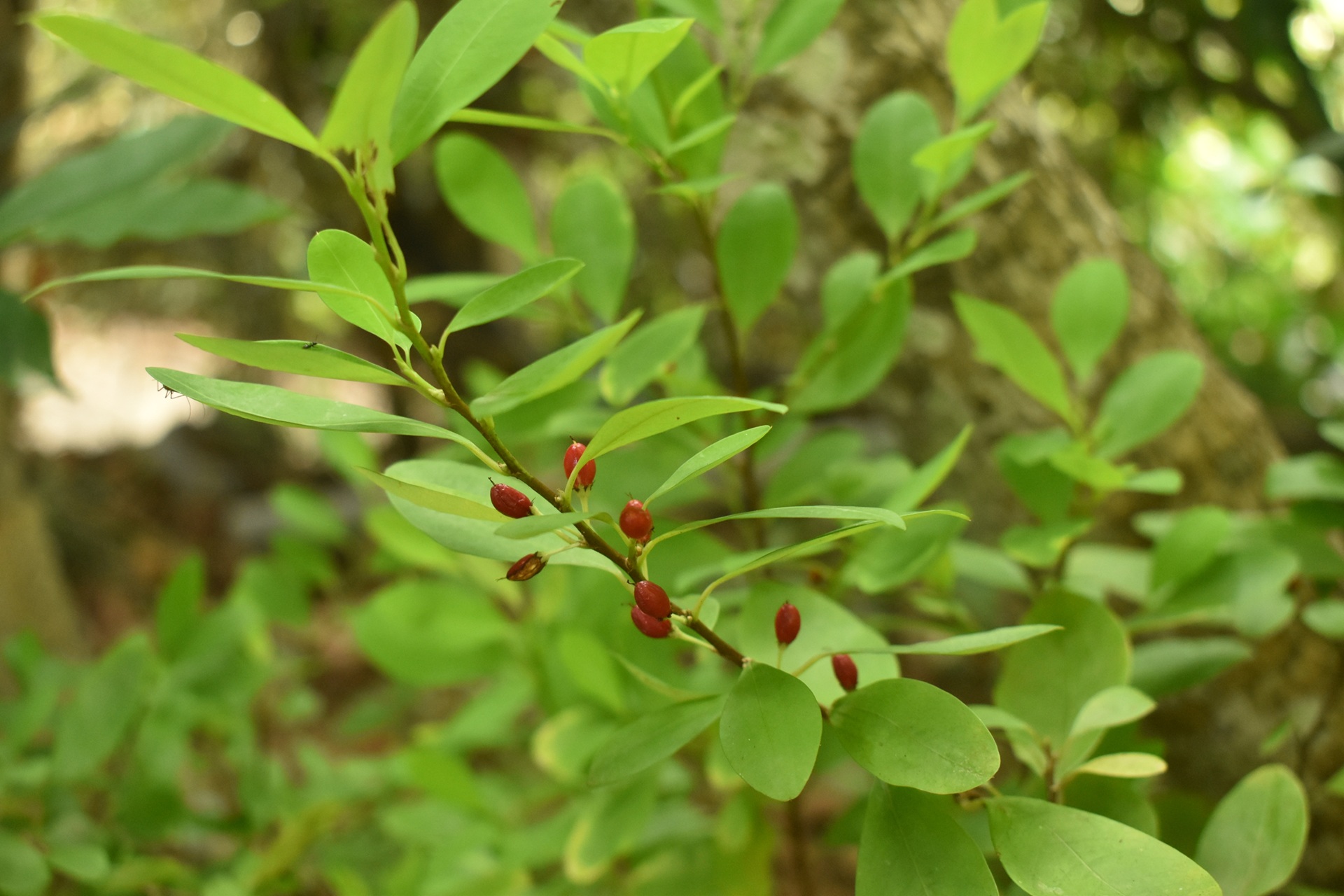 Coca (Erythroxylum spp.): Benefits, Uses, Safety | Herbal Reality