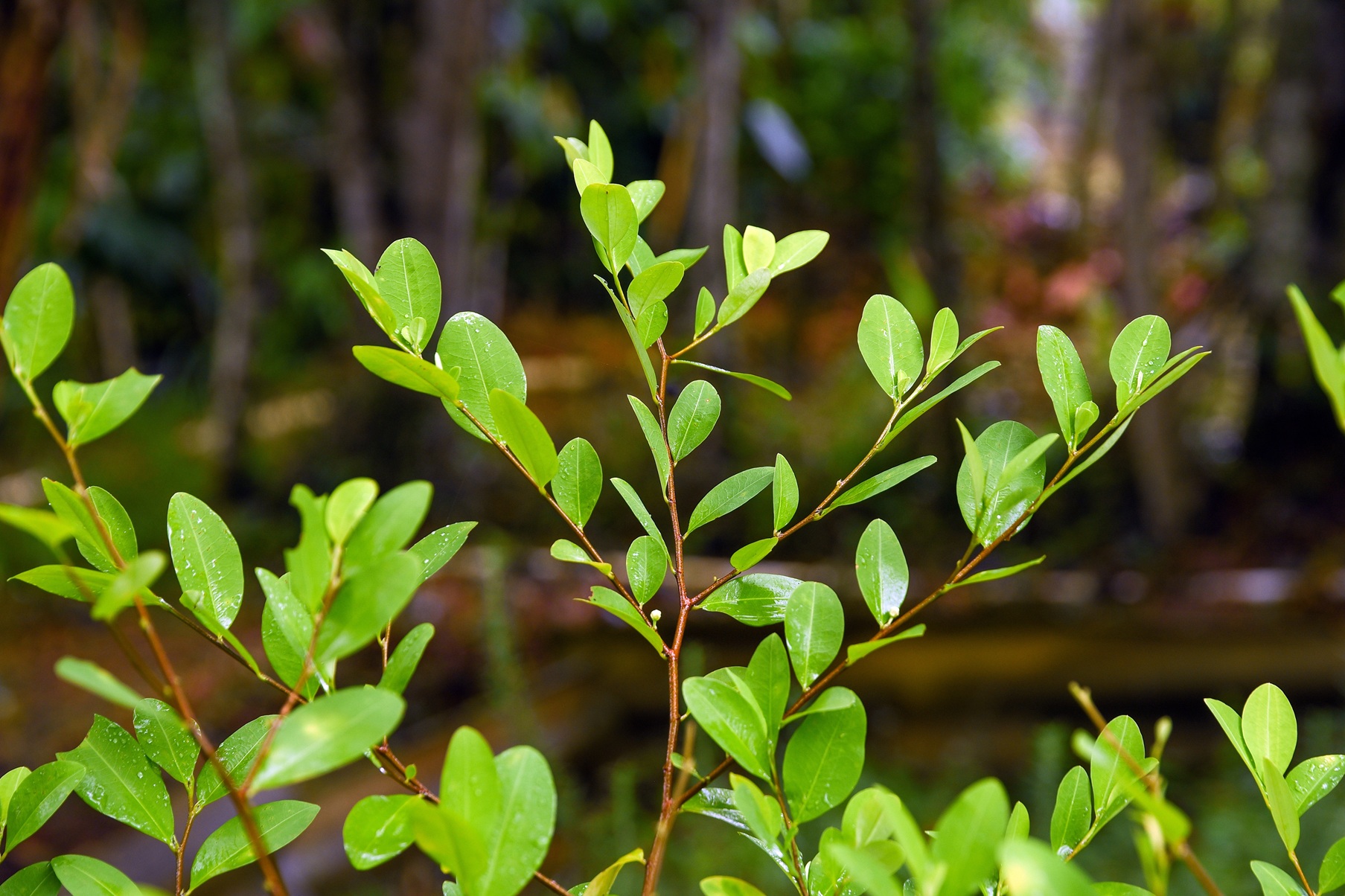 Coca: Health benefits, medicinal uses and dosage | Herbal Reality