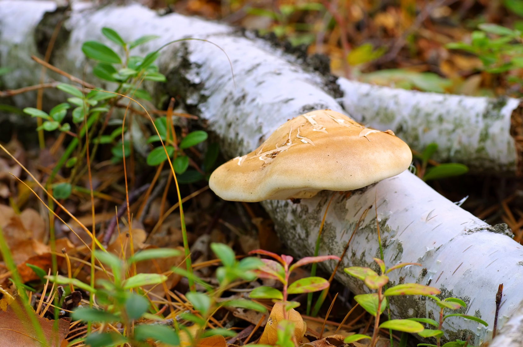 Birch Polypore (Fomitopsis betulina): Uses, Safety & Research | Herbal ...