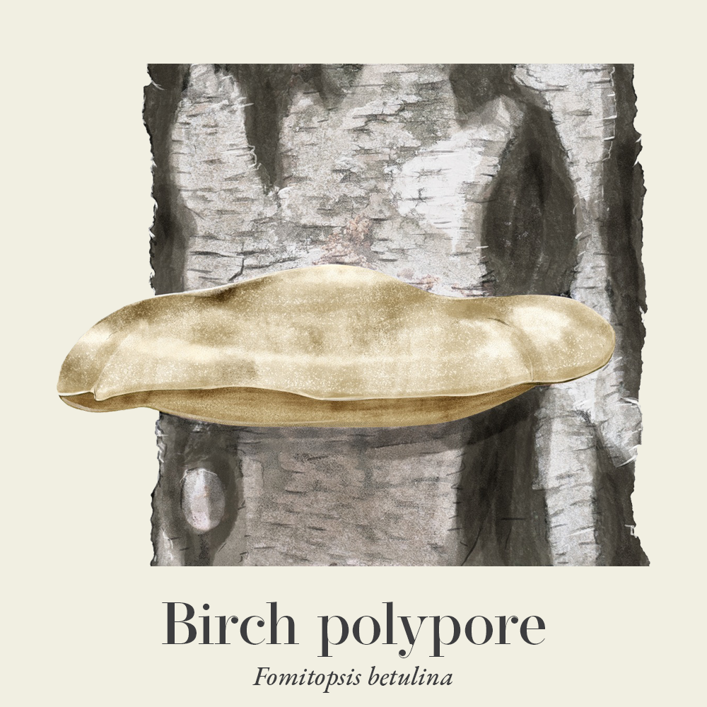 Birch Polypore (Fomitopsis betulina): Uses, Safety & Research | Herbal ...