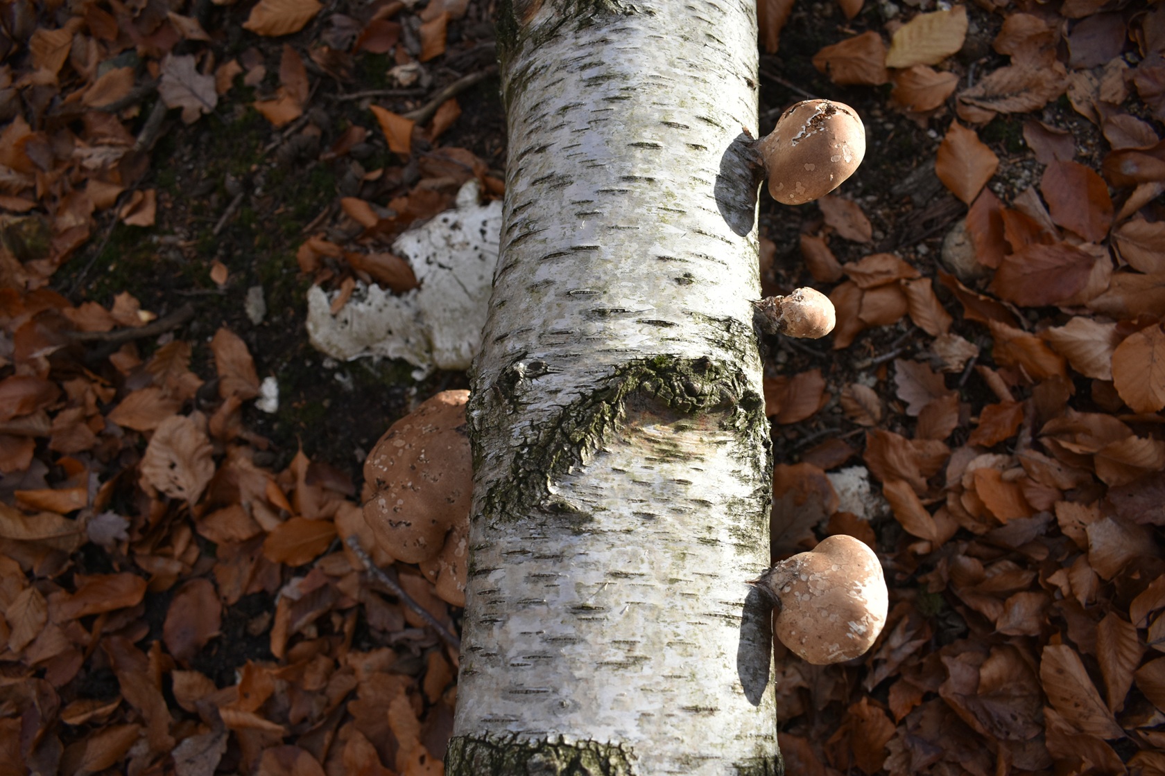 Birch Polypore (Fomitopsis betulina): Uses, Safety & Research | Herbal ...