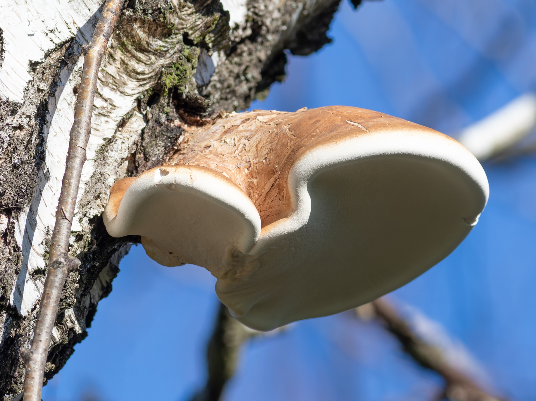 Birch Polypore (Fomitopsis betulina): Uses, Safety & Research | Herbal ...