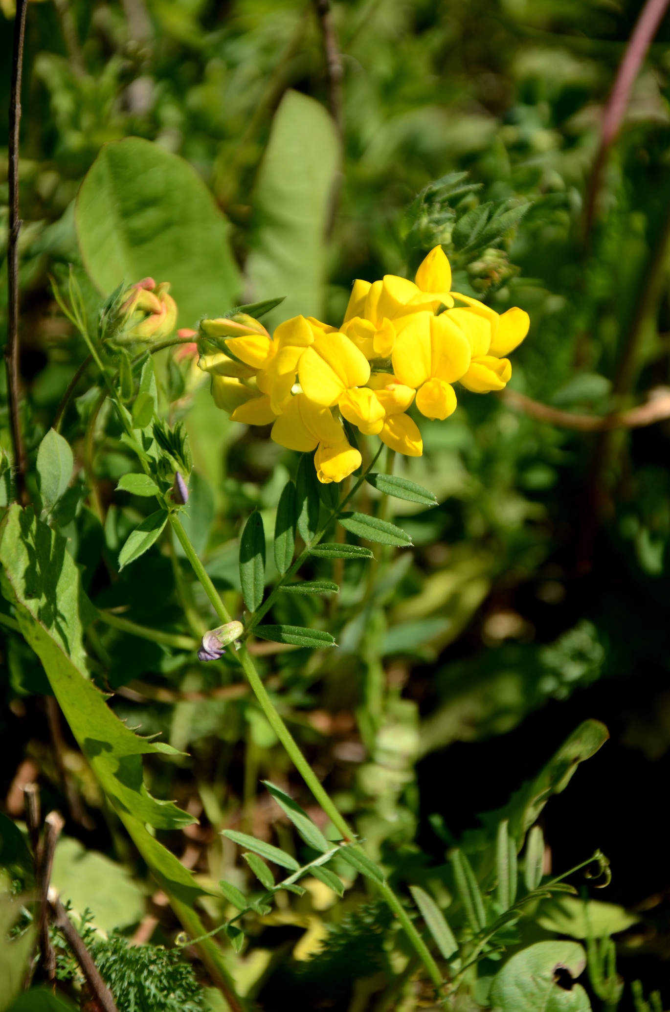 Wild Indigo (Baptisia tinctoria): Uses, Safety & Research | Herbal Reality