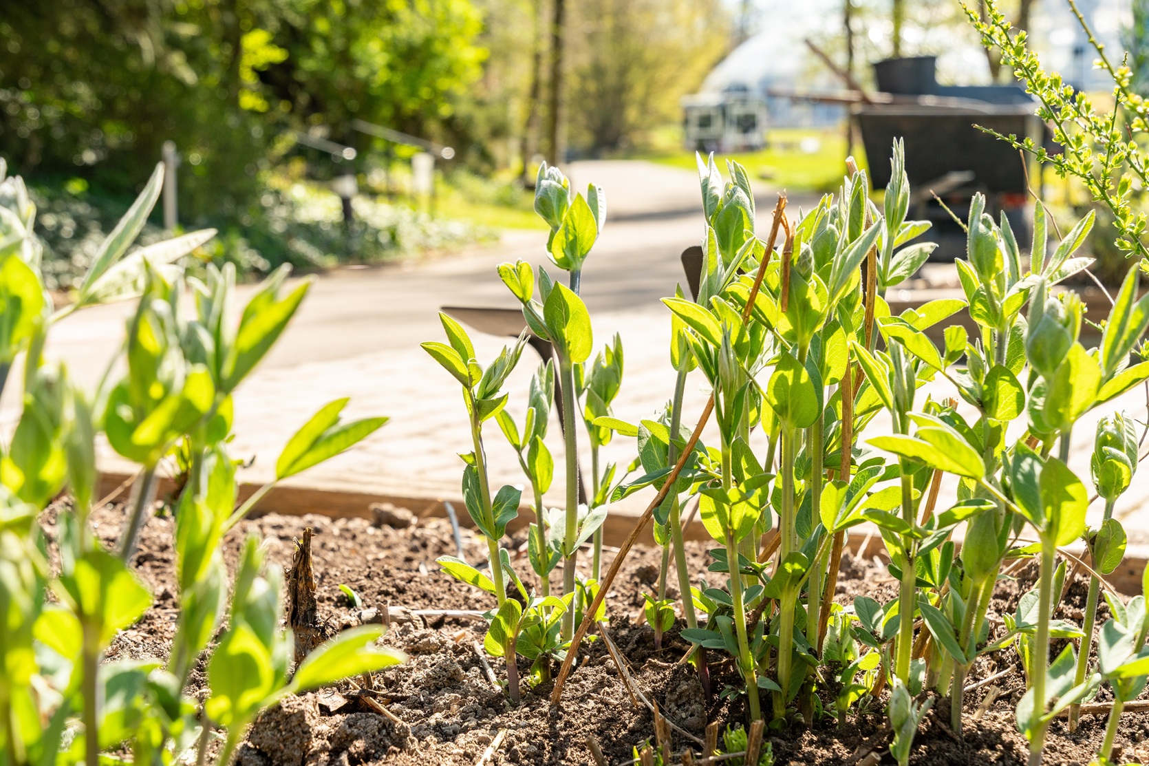 Wild Indigo (Baptisia tinctoria): Uses, Safety & Research | Herbal Reality