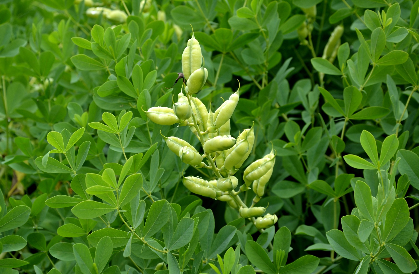 Wild Indigo (Baptisia tinctoria): Uses, Safety & Research | Herbal Reality