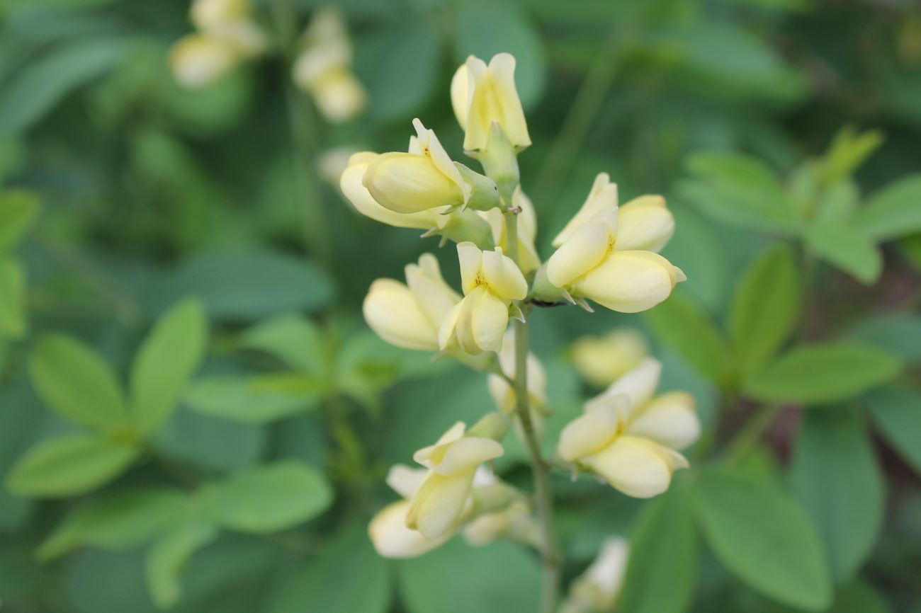 Wild Indigo (Baptisia tinctoria): Uses, Safety & Research | Herbal Reality