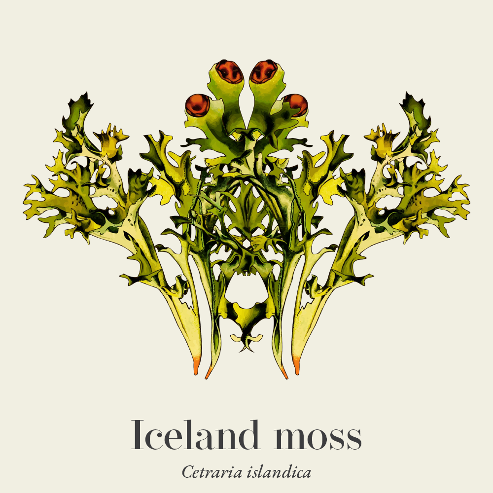Iceland moss: Benefits, Uses & Safety | Herbal Reality