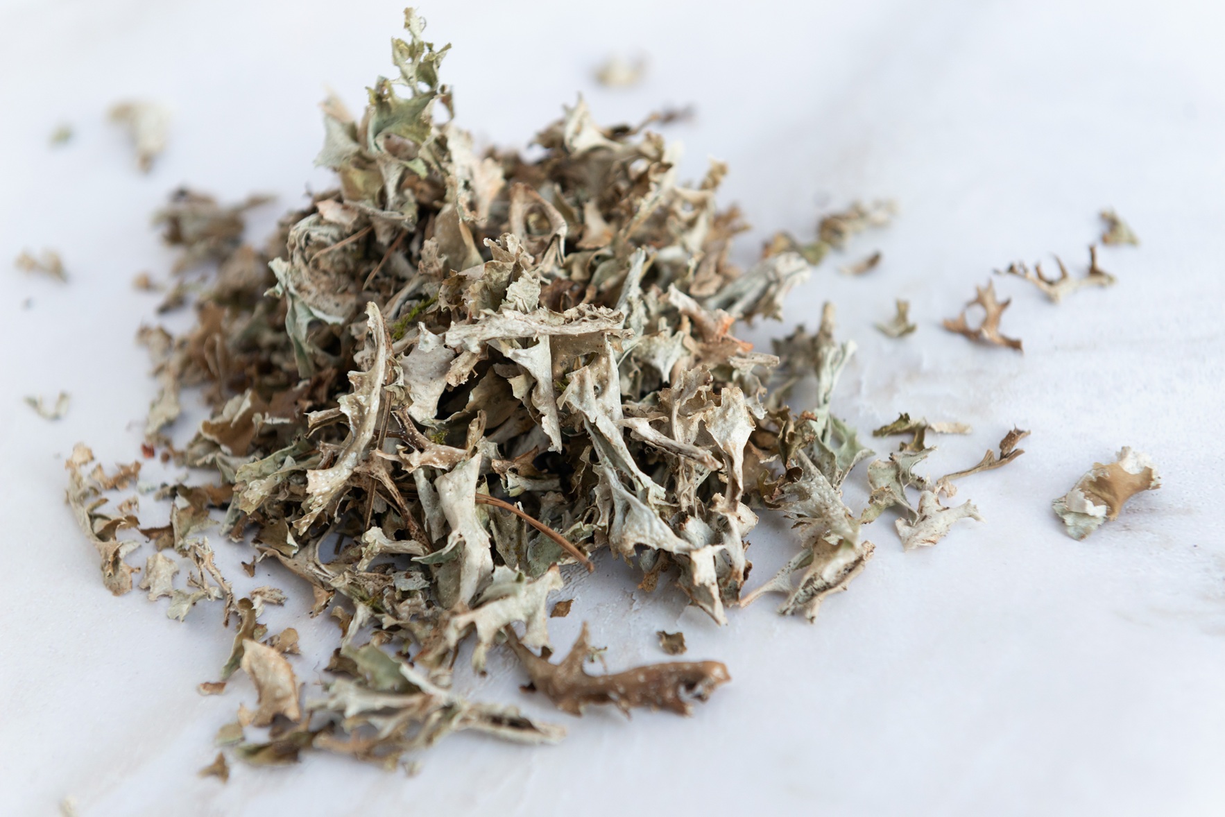 Iceland moss (Cetraria islandica): Benefits, Uses, Safety | Herbal Reality