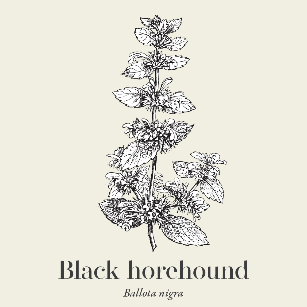 Black horehound: Benefits for Nausea, Safety & Research | Herbal Reality