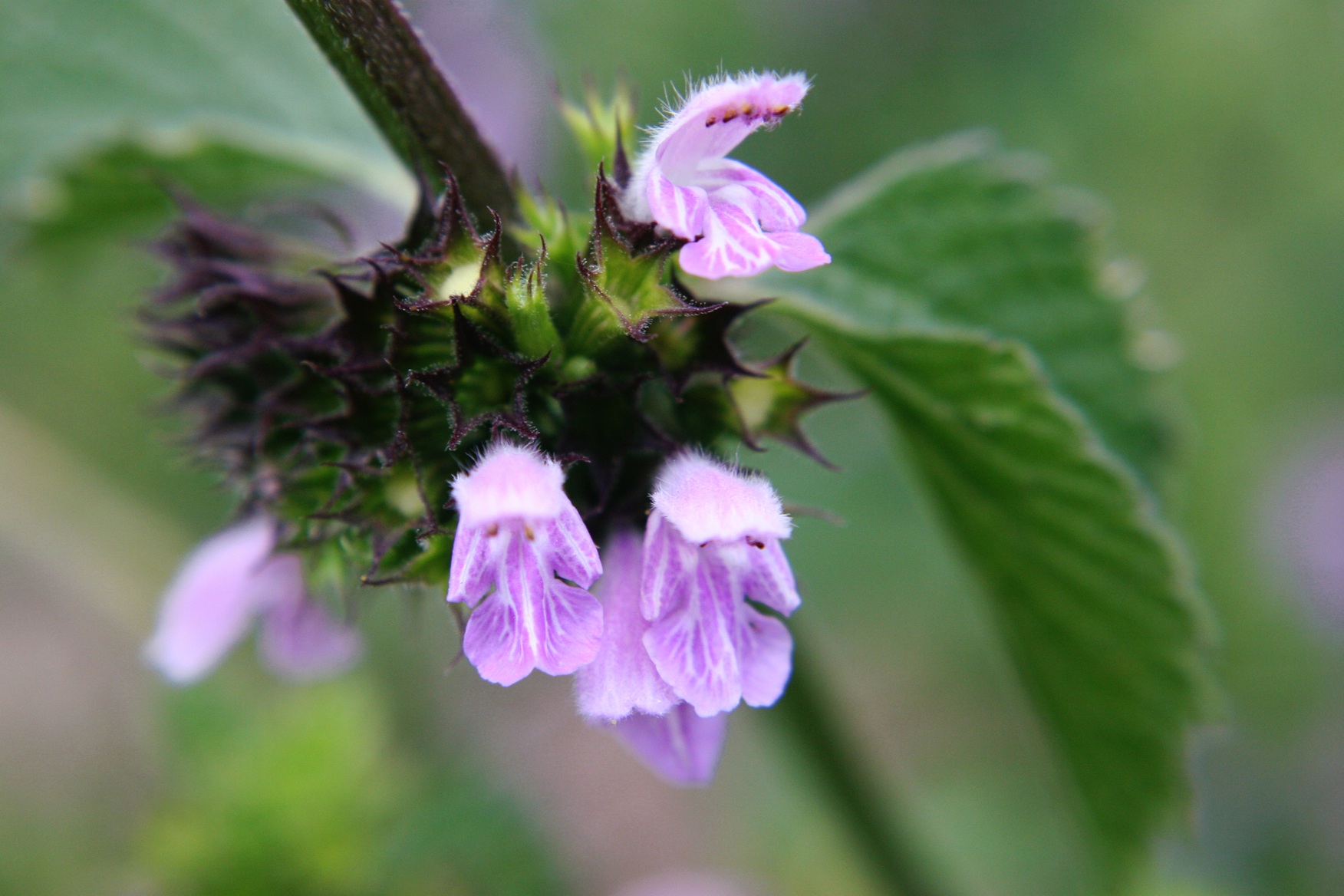 Black horehound: Benefits for Nausea, Safety & Research | Herbal Reality