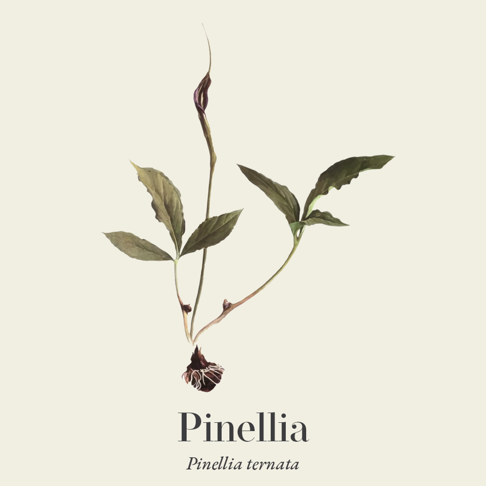 Pinellia (Pinellia ternata): Benefits, Uses, Side Effects, Research ...