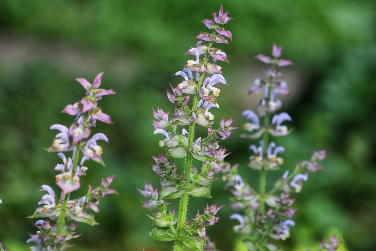 Clary sage: Benefits, Side Effects, Research & More Herbal Reality