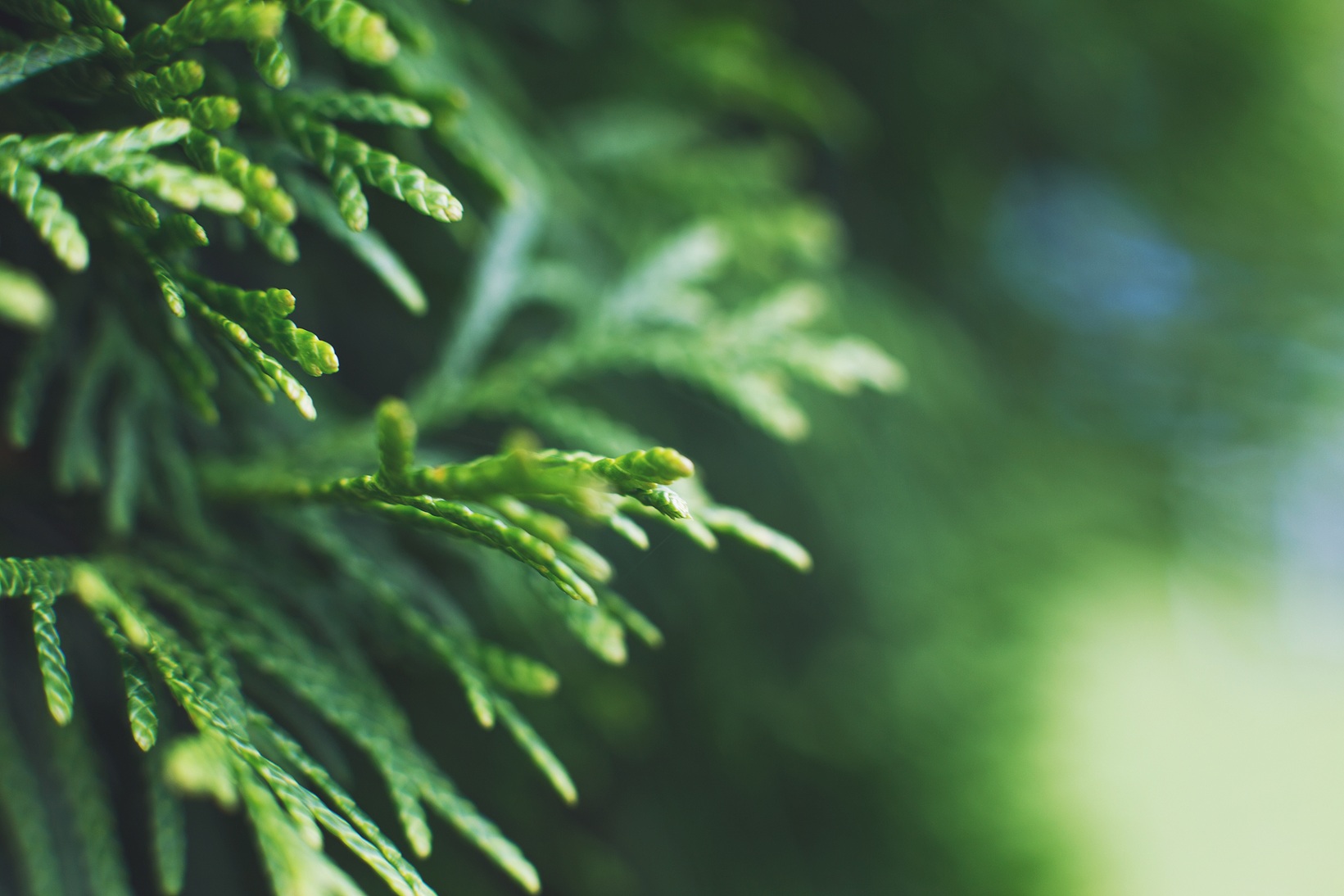 Thuja (Thuja occidentalis): Uses, Benefits, Safety, Research | Herbal ...