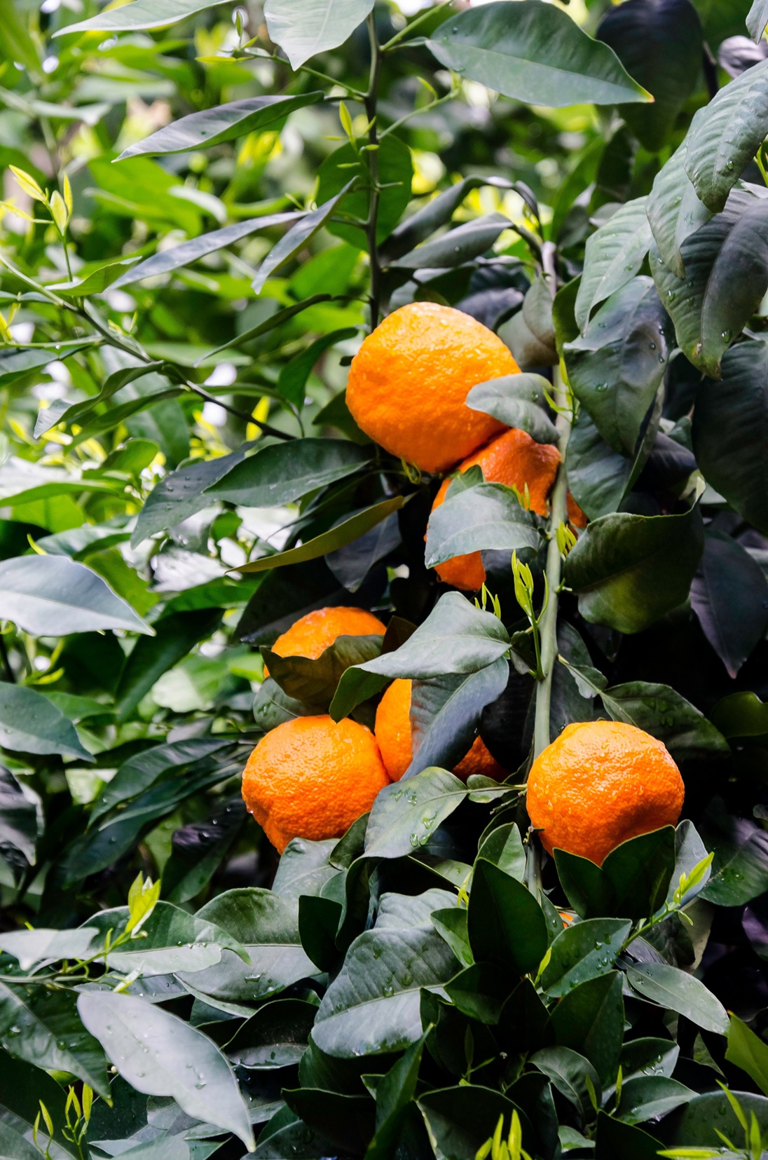 Bitter orange (Citrus aurantium): Benefits, Uses, Side Effetcs ...