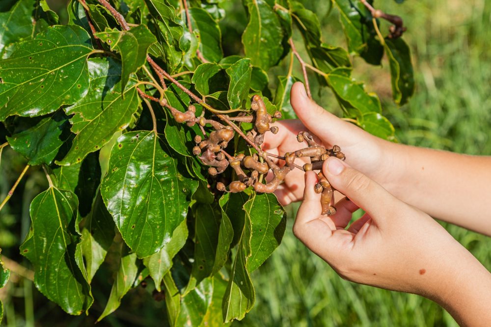 How Chinese Raisin Tree Can Improve Hangover Symptoms | Herbal Reality