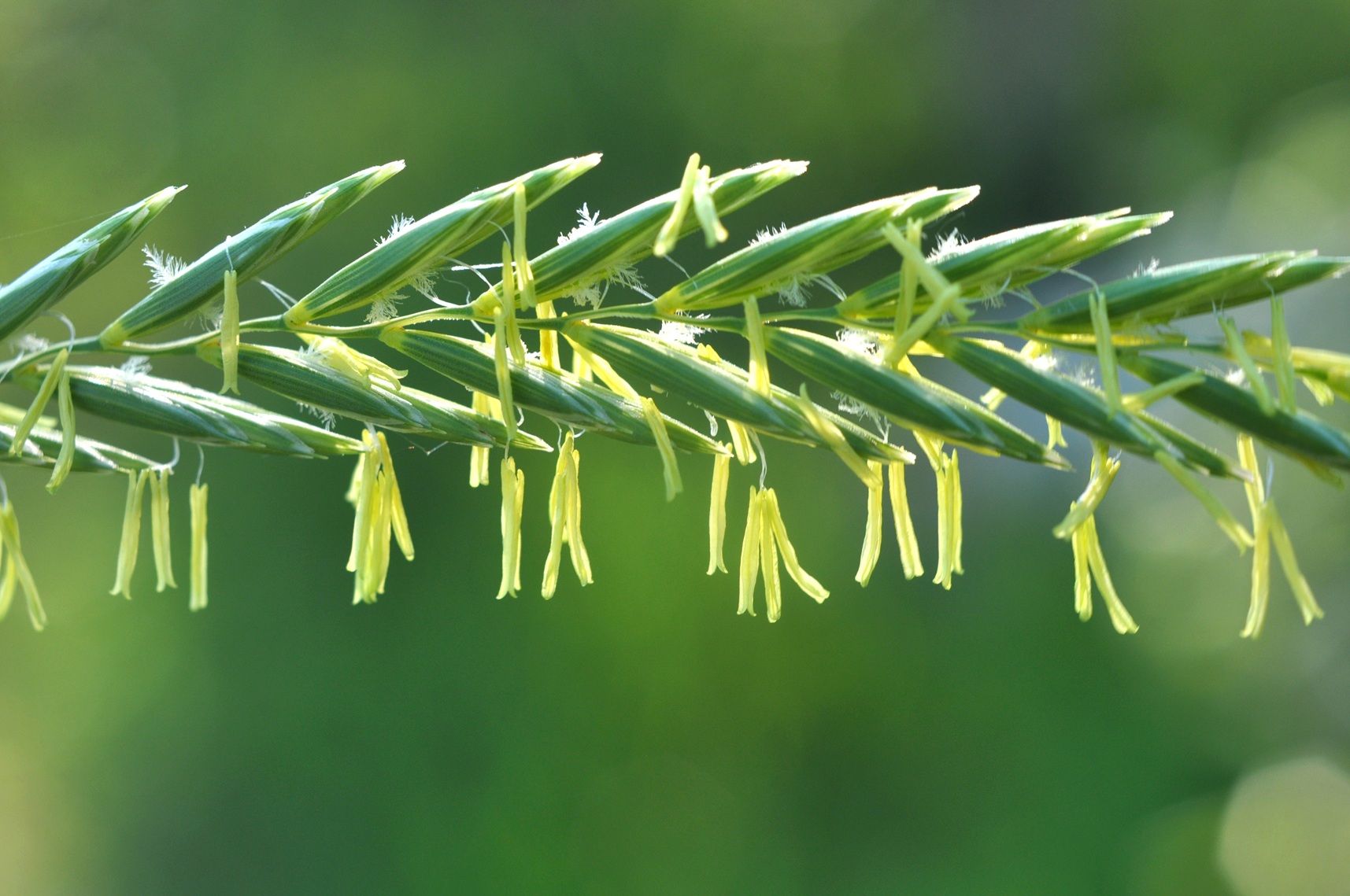 Couch grass (Elymus repens): Benefits, Safety, Research | Herbal Reality