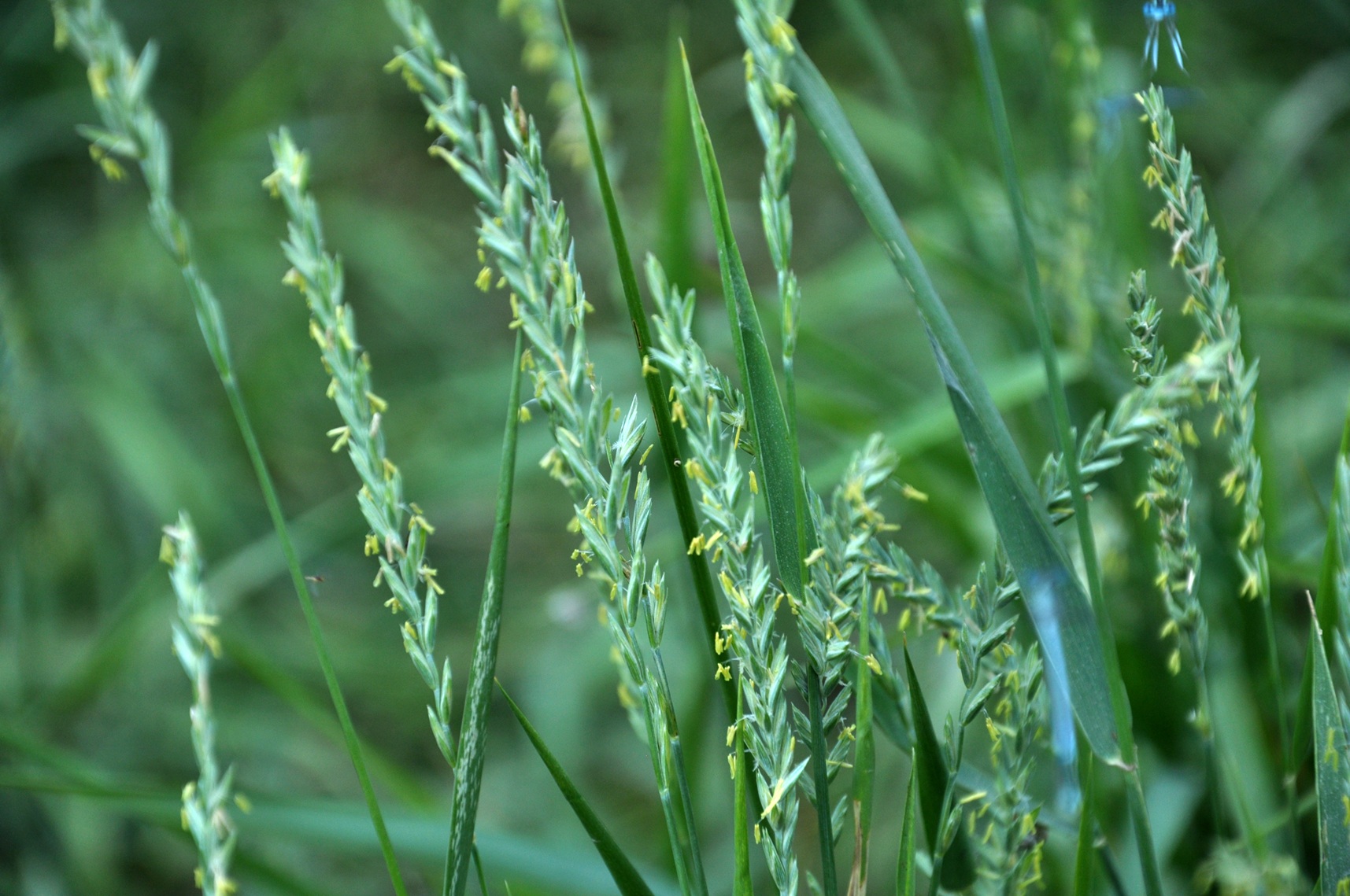 Couch grass (Elymus repens): Benefits, Safety, Research | Herbal Reality