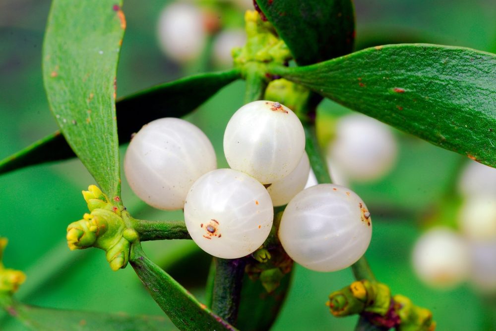Mistletoe For Cancer-Related Fatigue | Mistletoe Cancer Research ...