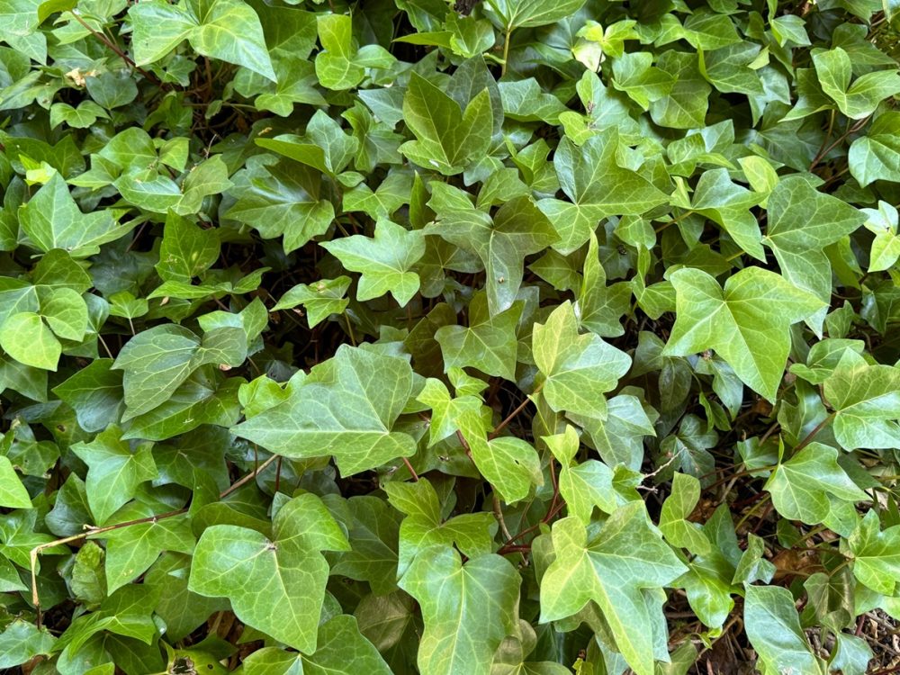 Ivy Improves Acute Cough Symptoms | Immune System Research | Herbal Reality