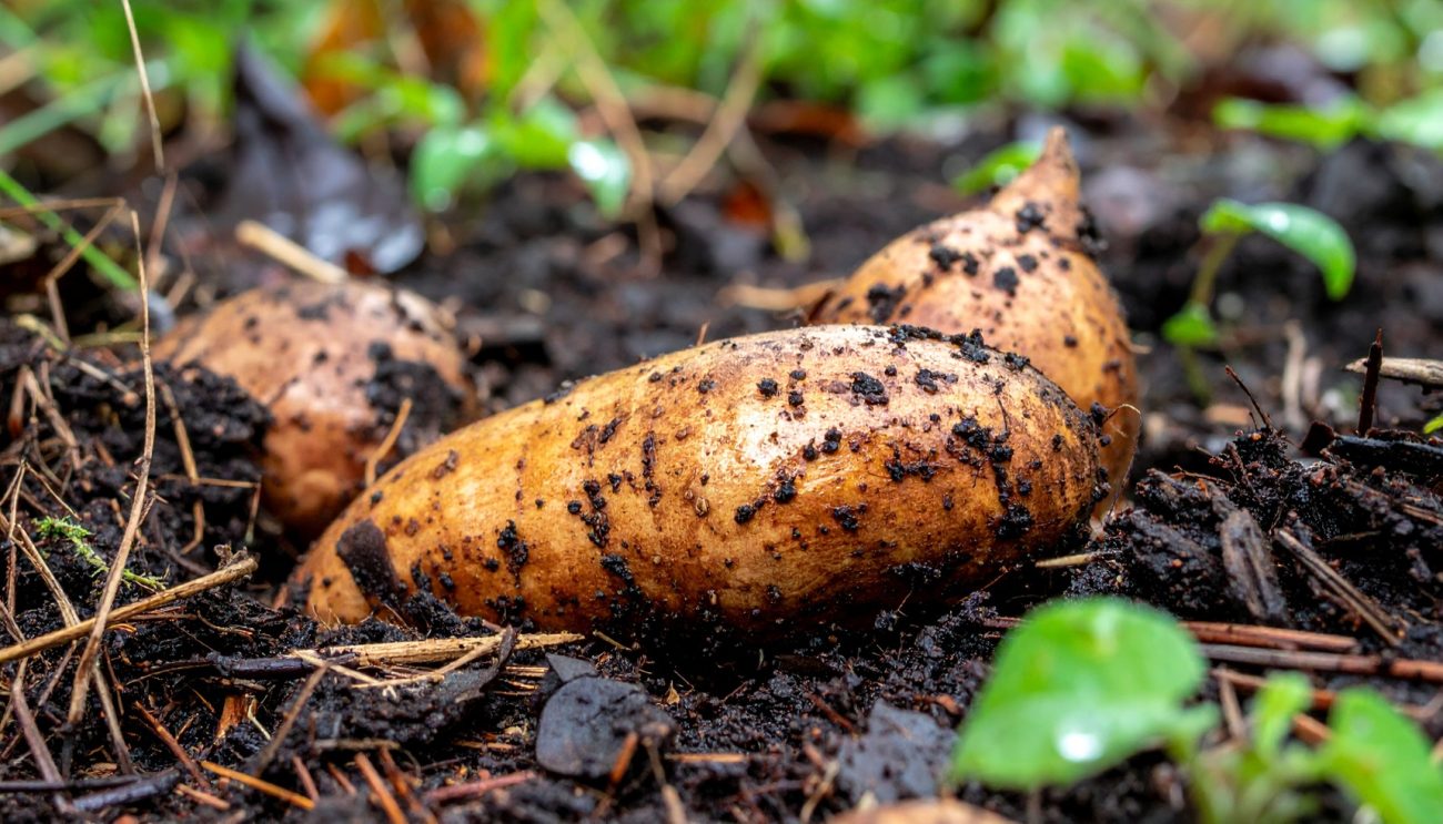 Wild Yam (Dioscorea villosa): Benefits, Uses, Safety | Herbal Reality